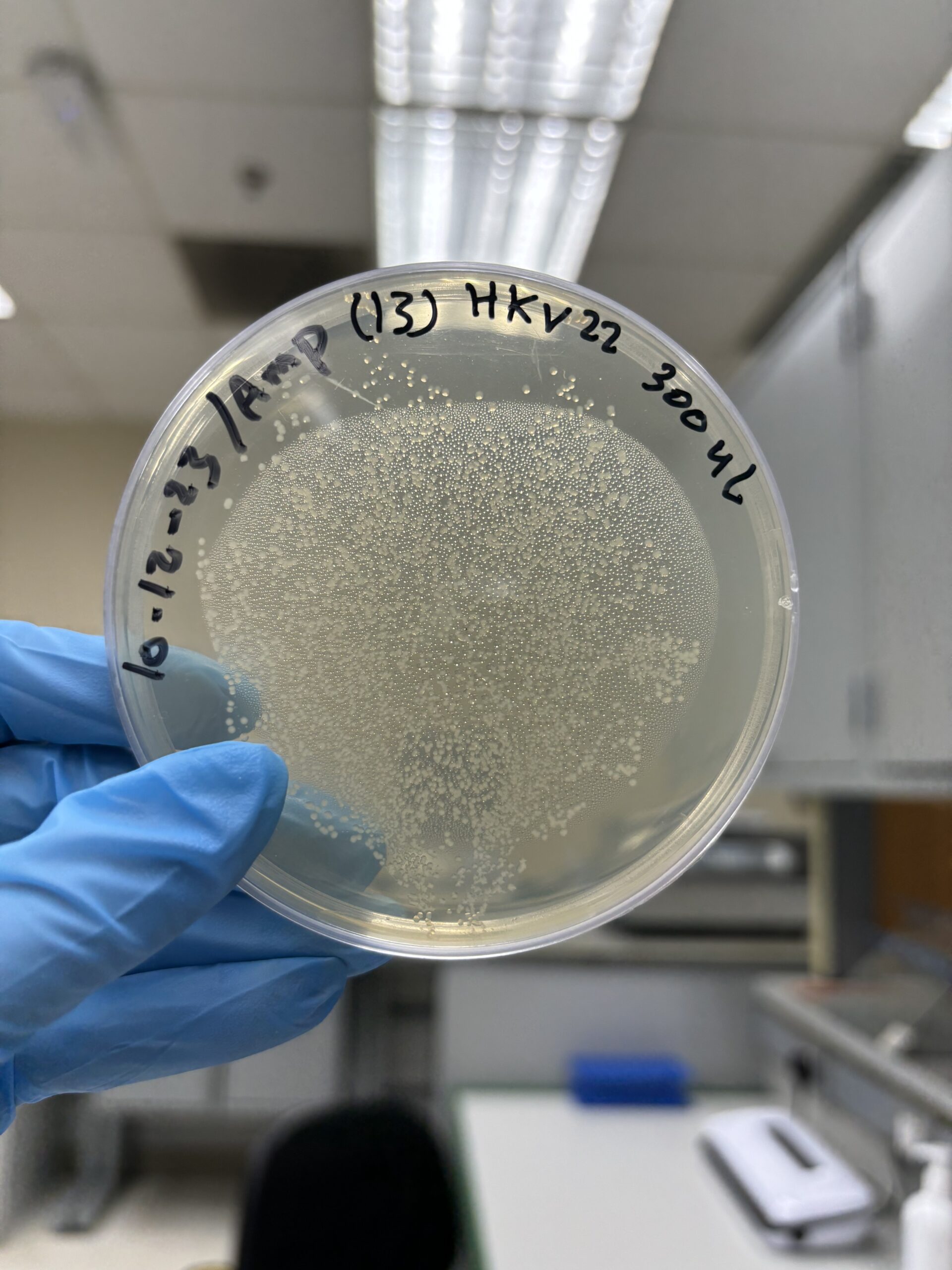 How to make LB + Agar plate - SparklyGene